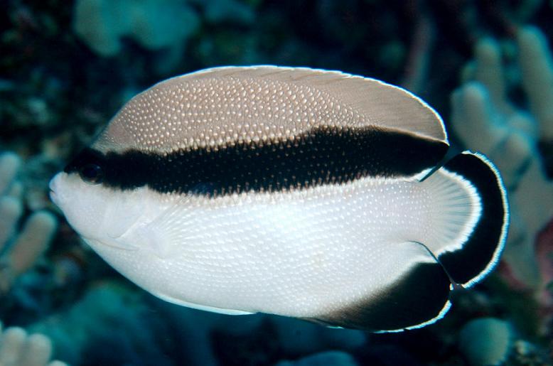 Marine Life: Banded Angelfish
