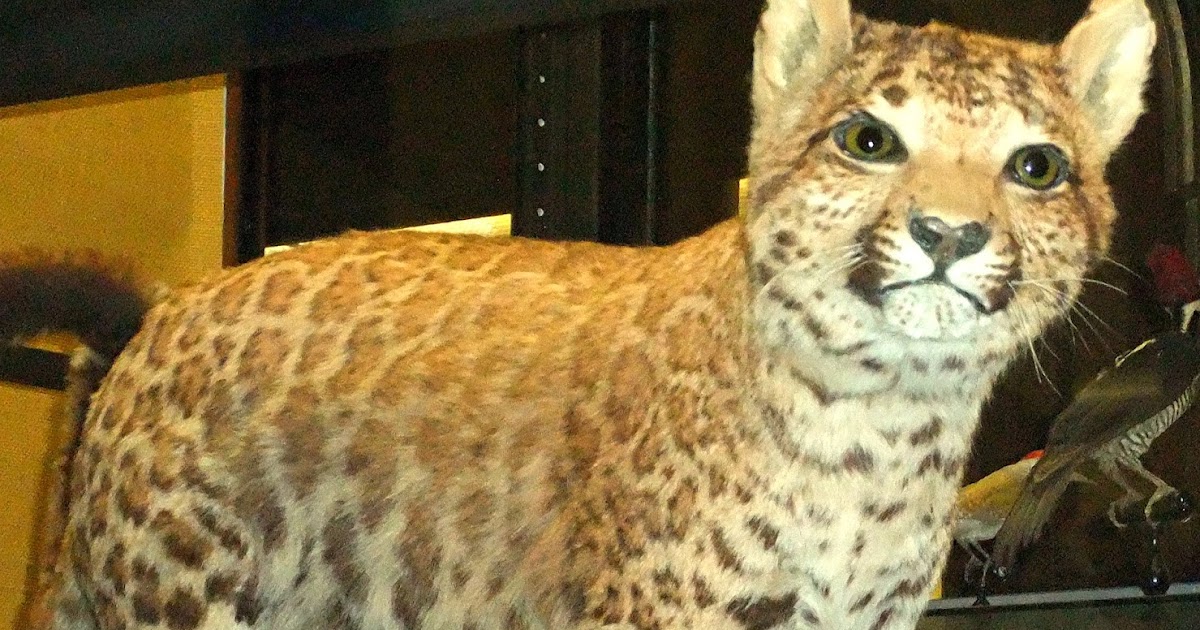 ShukerNature: PUMAPARDS AND LEPUMAS – UNUSUAL FELINE HYBRIDS OF HAGENBECK