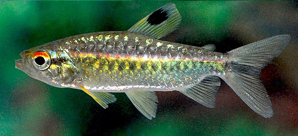Alma d'Água: Peixes / Characiformes / Characidae