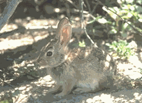 Animales en peligro de extinción: Pentalagus furnessi - conejo de Amami ...