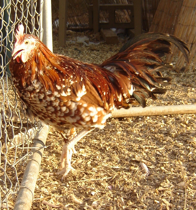 Aloha Chickens: This is an Aloha Chicken.