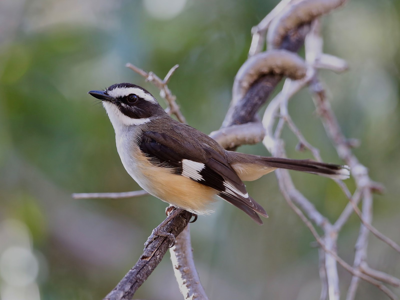 Avithera: Buff-sided Robin