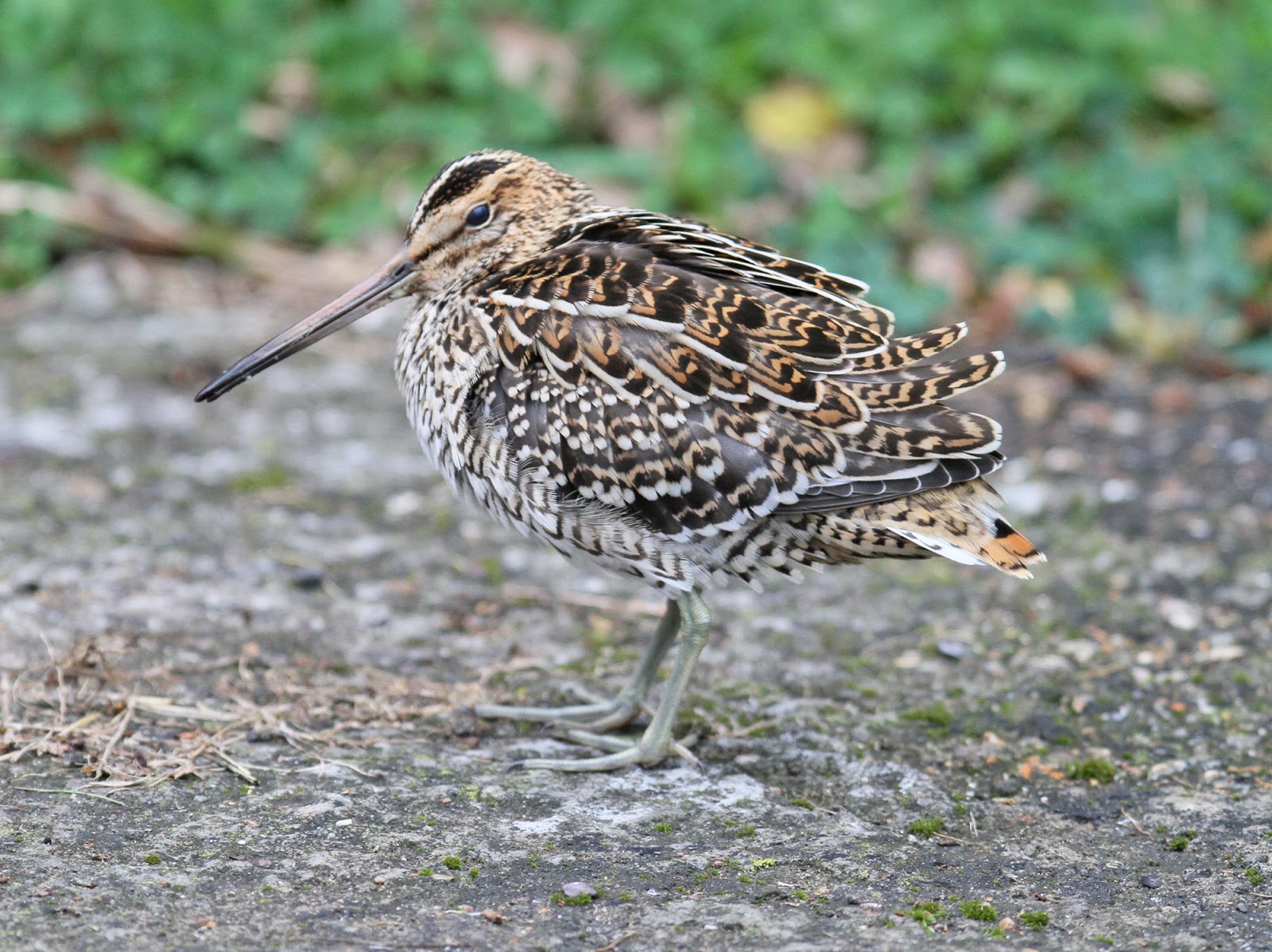 Simon and Karen Spavin: Great Snipe at Kilnsea, Spurn