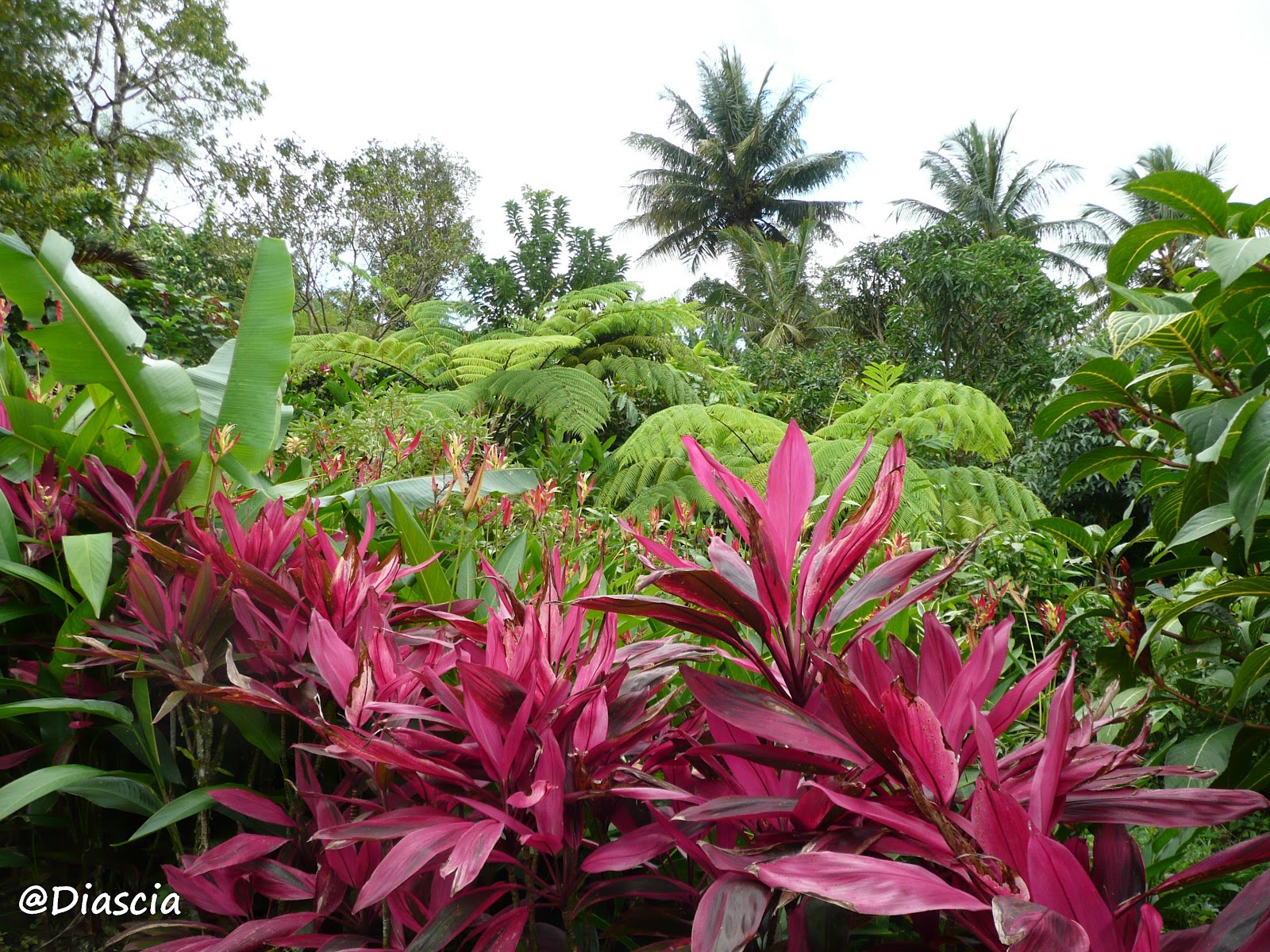 Le jardin de Diascia: LA MARTINIQUE - VEGETATION LUXURIANTE