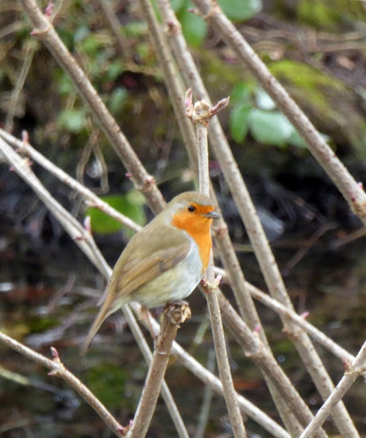 Wild and Wonderful: Urban Birds (and Mammals) in a Local Park