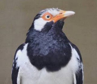 Harga Burung Jalak Suren/Uret Terbaru