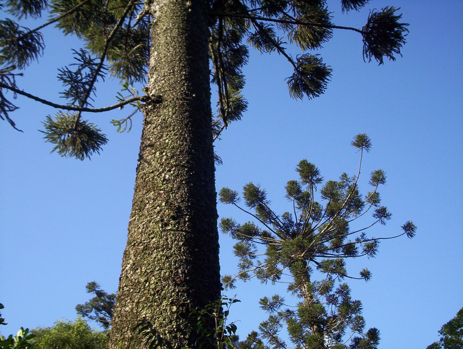 FLORA DE MISIONES Argentina: Araucaria angustifolia (Bertol.) Kuntze ...