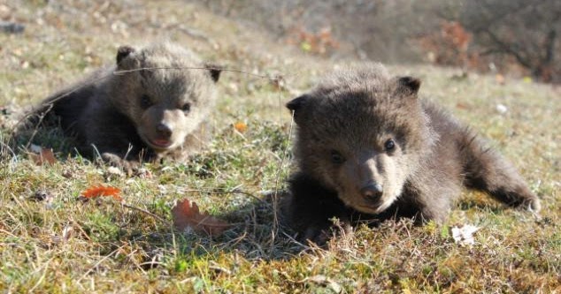 White Wolf : Bear cubs rescued from a family in Kosovo (Photos)