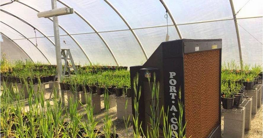 Evaporative Cooling System Greenhouse