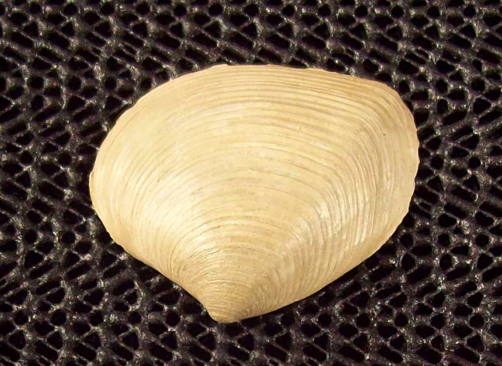Louisville Fossils and Beyond: Crassatella vadosus Clam Fossil