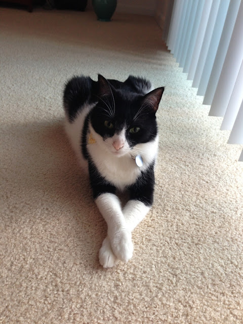 Your Daily Cute: Two Cats Tuesday: Moo's Prissy Crossed Paws