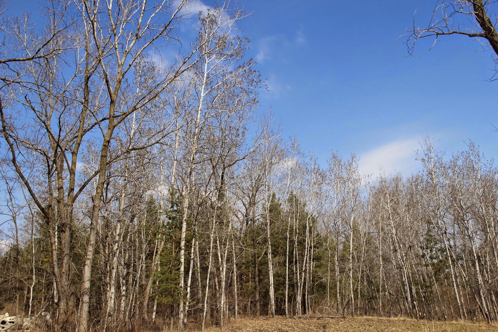 Isabella Conservation District Environmental Education Program ...