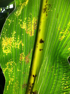 University of Illinois Plant Clinic: What is all the Buzz about the ...