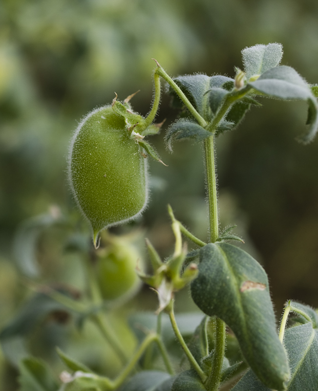 Flora ornamental, hortícola y medicinal.: Cicer arietinum. Garbanzo.