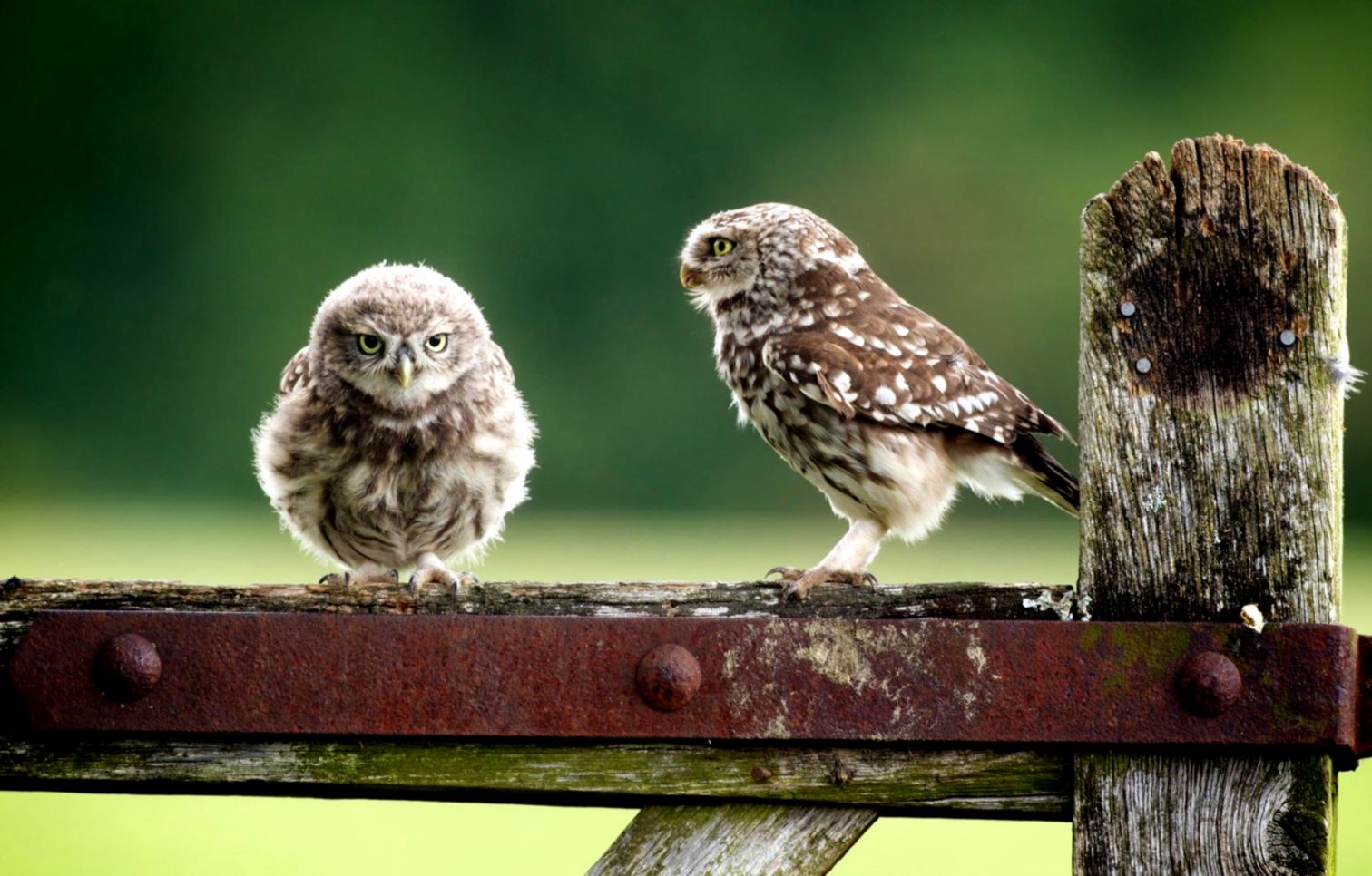 Owls Birds Mood Hd Wallpaper | Best Wallpapers HD Gallery