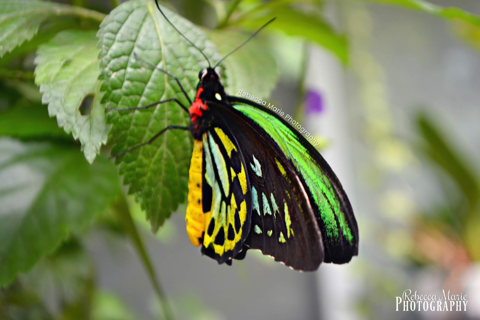 Butterfly Days: My Photos from the Magic Wings Butterfly Conservatory