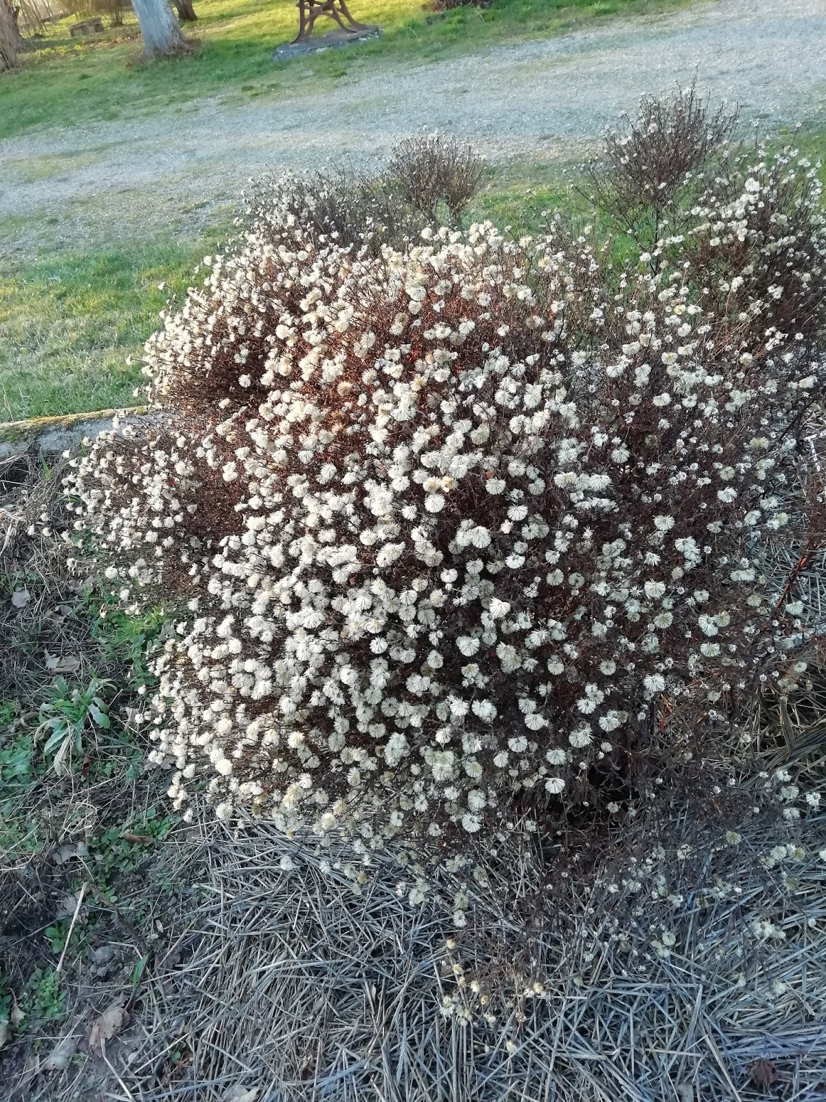 Pappus, sur Clematis