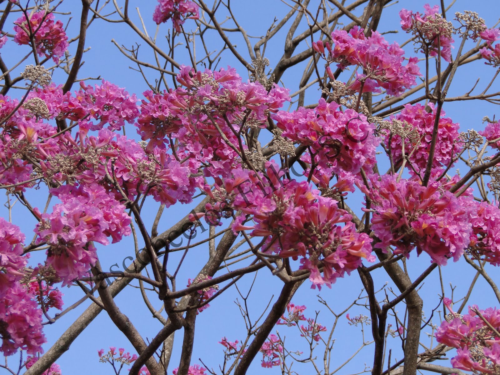 ZOOFLORA CERRADO: Flora de um fragmento de Cerrado na Universidade de ...