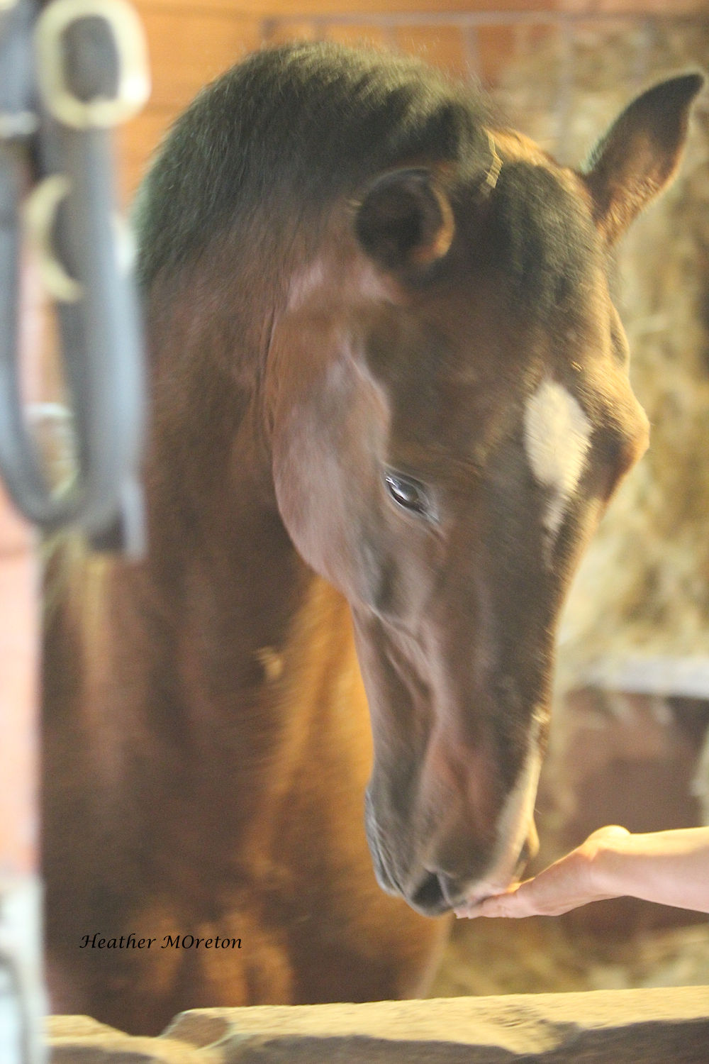 Horse Stampede: Hackney Horse and Pony