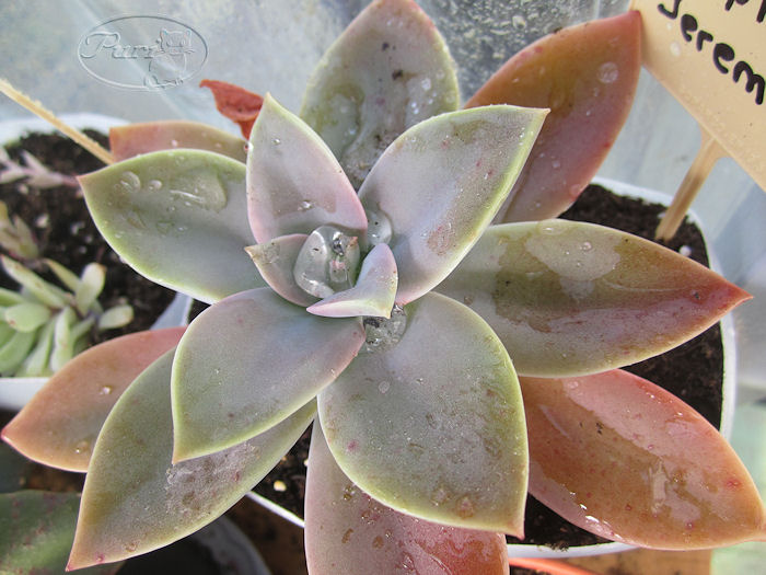 Mi Jardin ...y mi Huerto: GRAPTOVERIA (genero)