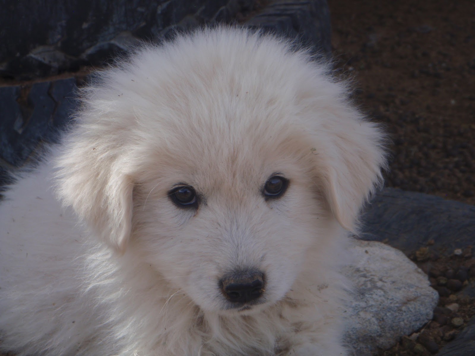 Horned Locust Goatscaping: Maremma