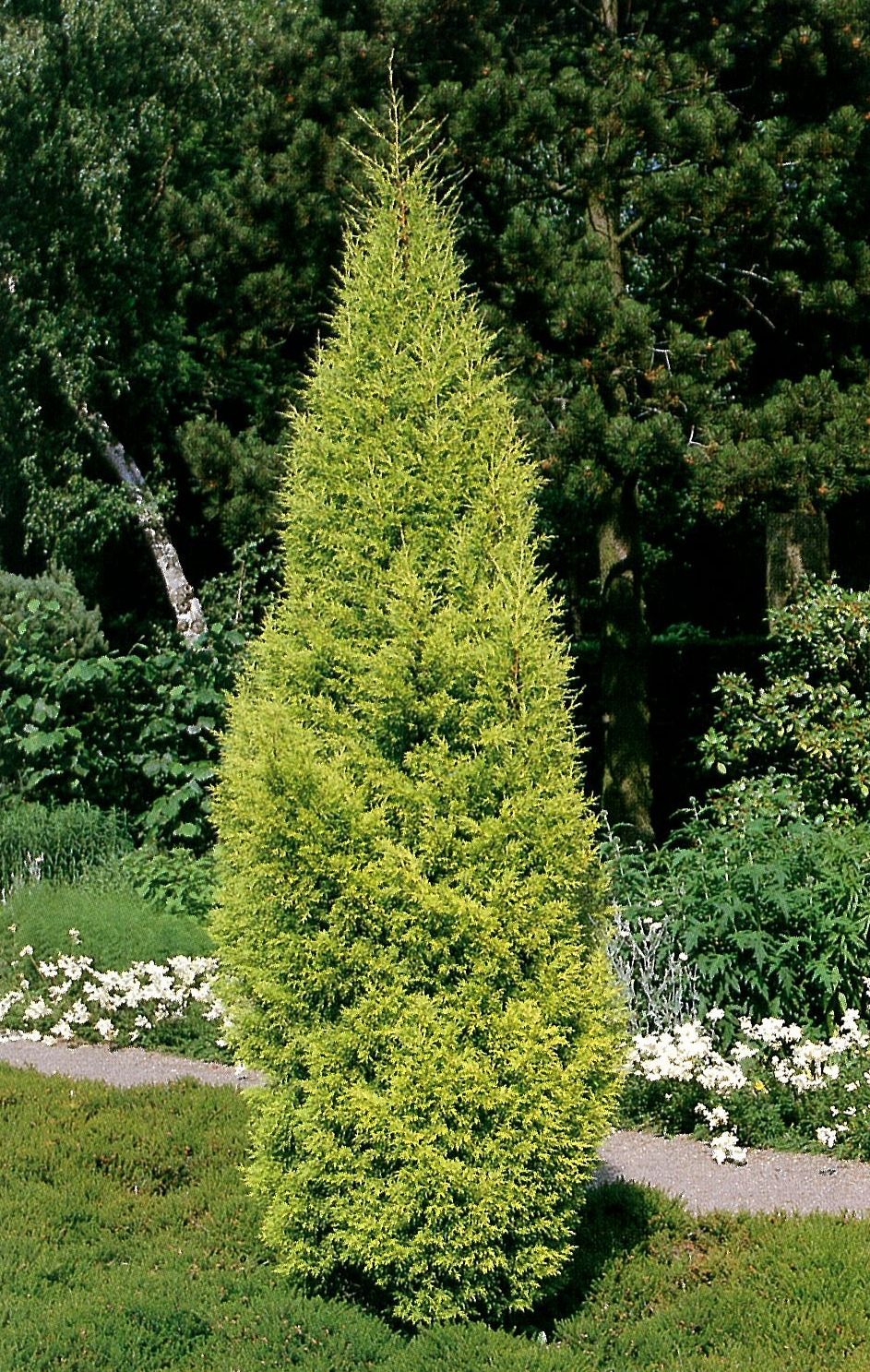 llavors: Cupressus macrocarpa
