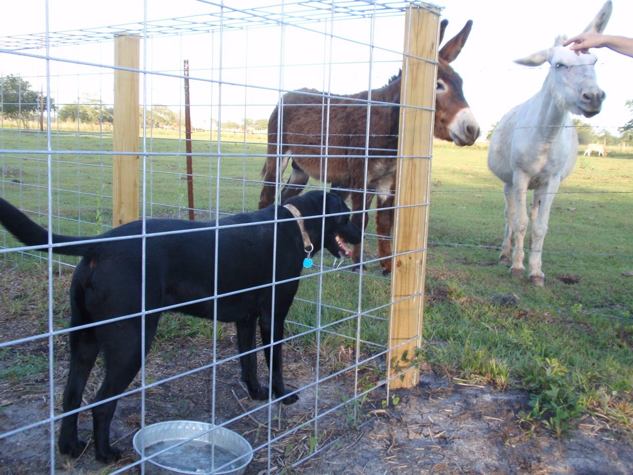 Smiling Dog Farms: Bosco Wins in Court... Flies to Sanctuary at Smiling ...