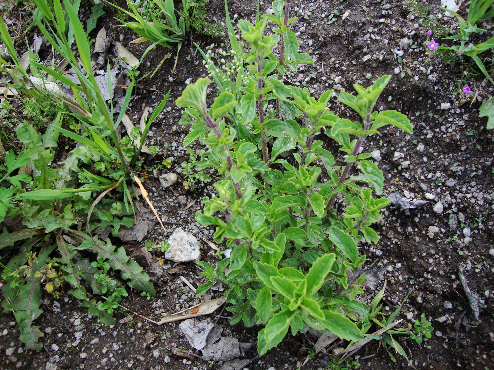 Cozinha Com Gosto: Ervas aromáticas