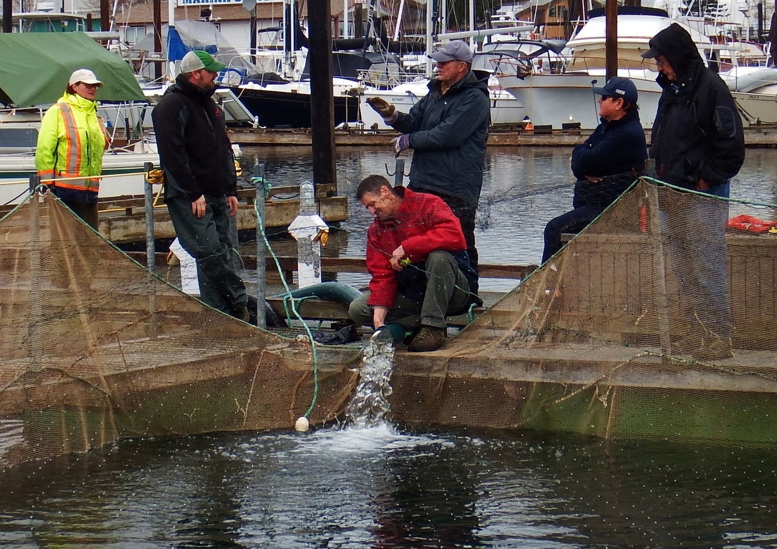 Brightfish Charters: Campbell River Chinook Net Pens