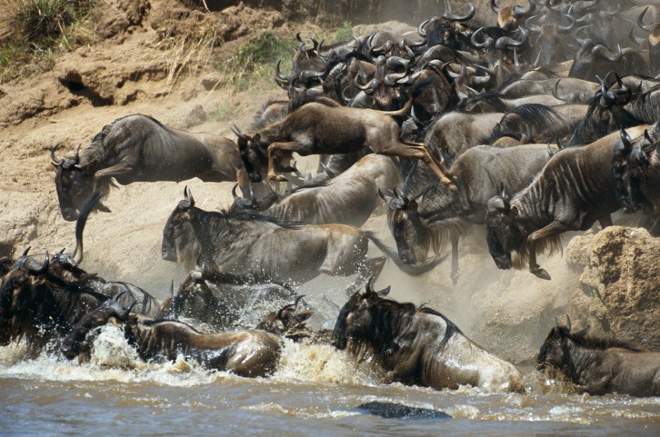 Wildebeests Facts And Pictures | All Wildlife Photographs