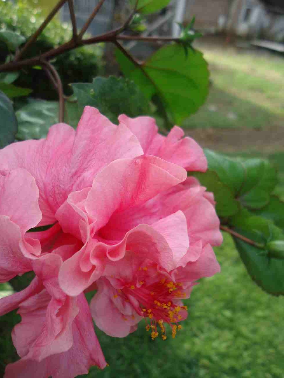 Bunga Sepatu Pink Romantis - Rumah Daun Muda