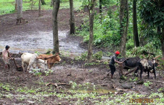 DANG - Experience the real flavor of Rural India ~ Vinod K's Travel Blog