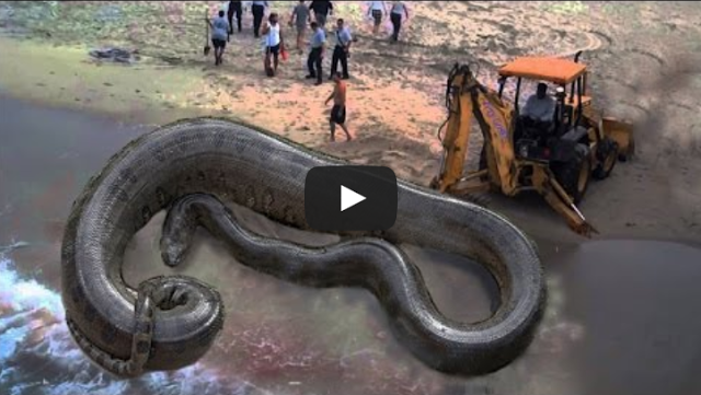 GIANT SNAKE CAUGHT IN RED SEA VERY DANGEROUS TO SEE..... | forest animals