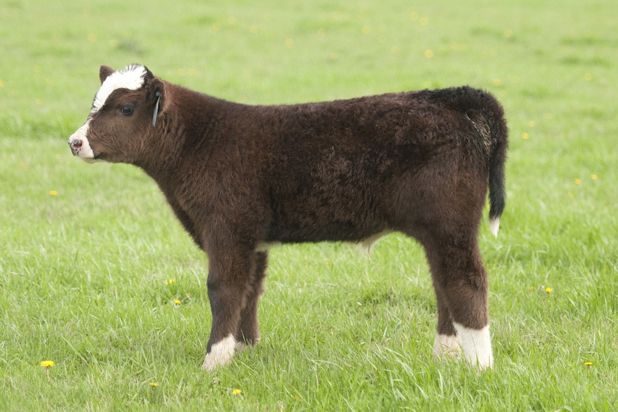 Lautner Farms: Durban Cattle with some good looking Lautner Bull calves
