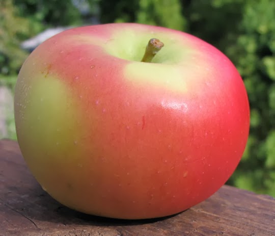 Maiden's Blush * - Adam's Apples