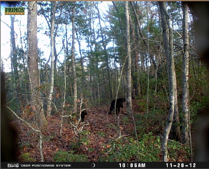 The Bigfoot Field Journal: "Plot Watcher" Camera Set Up Near Bigfoot ...