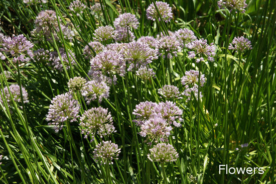 Herbal Medicine: Rathu Luunu