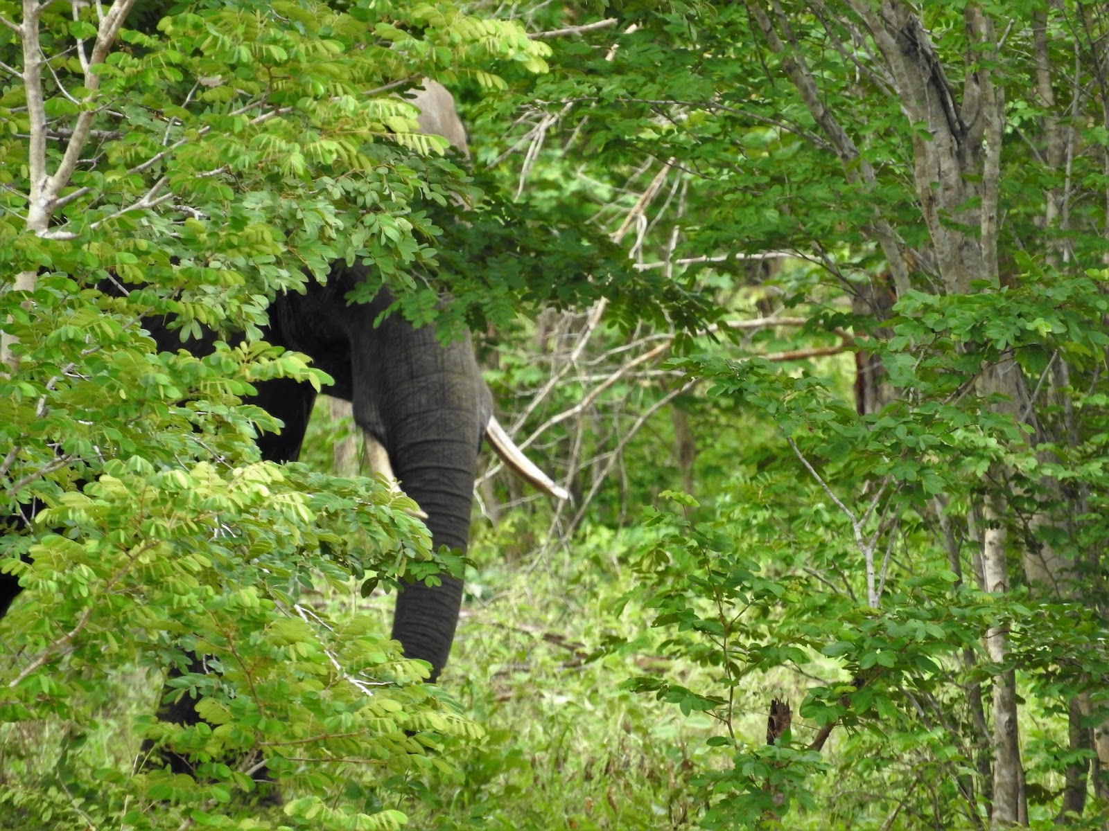 The Girl with the Panda Tattoo: Overland Africa: The Wildlife