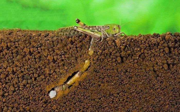 How a locust lays eggs (7 pics) | Amazing Creatures
