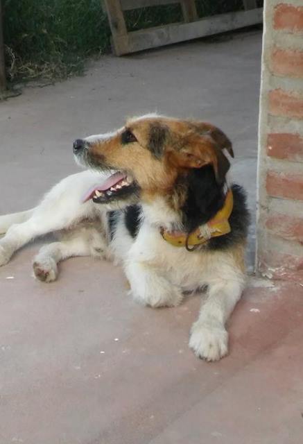 Adoptándonos: Pepe Batata, adorable perrito barbincho tricolor en ...