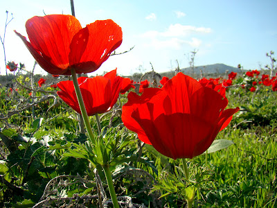 PazzaPazza: KALANIT - ISRAEL'S MOST BELOVED FLOWER