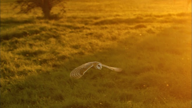 The MattedScreen: PBS Nature Owl Power Blu-ray Screenshots