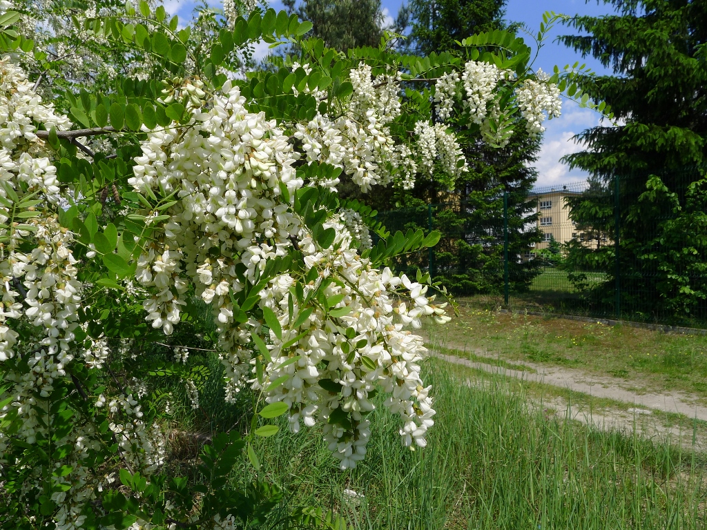 Z Przyrodą za Pan Brat: Robinia akacjowa (Robinia pseudoacacia)