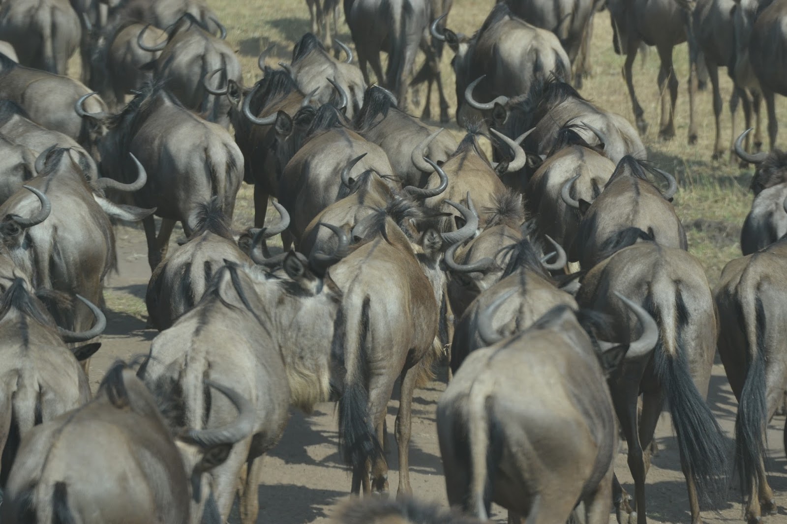 Africa Safari 2013: Day - 26 Naivasha to Kentmere Club in Limuru, Kenya