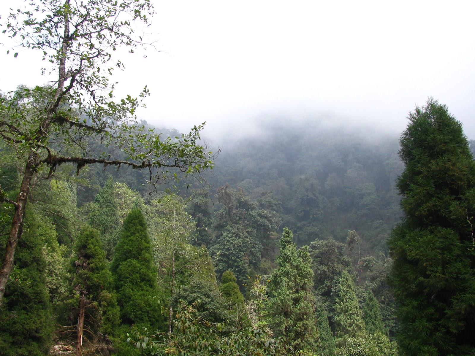 Vicinity to Nature with Sudipta: Virgin Beauty of Neora Valley National ...