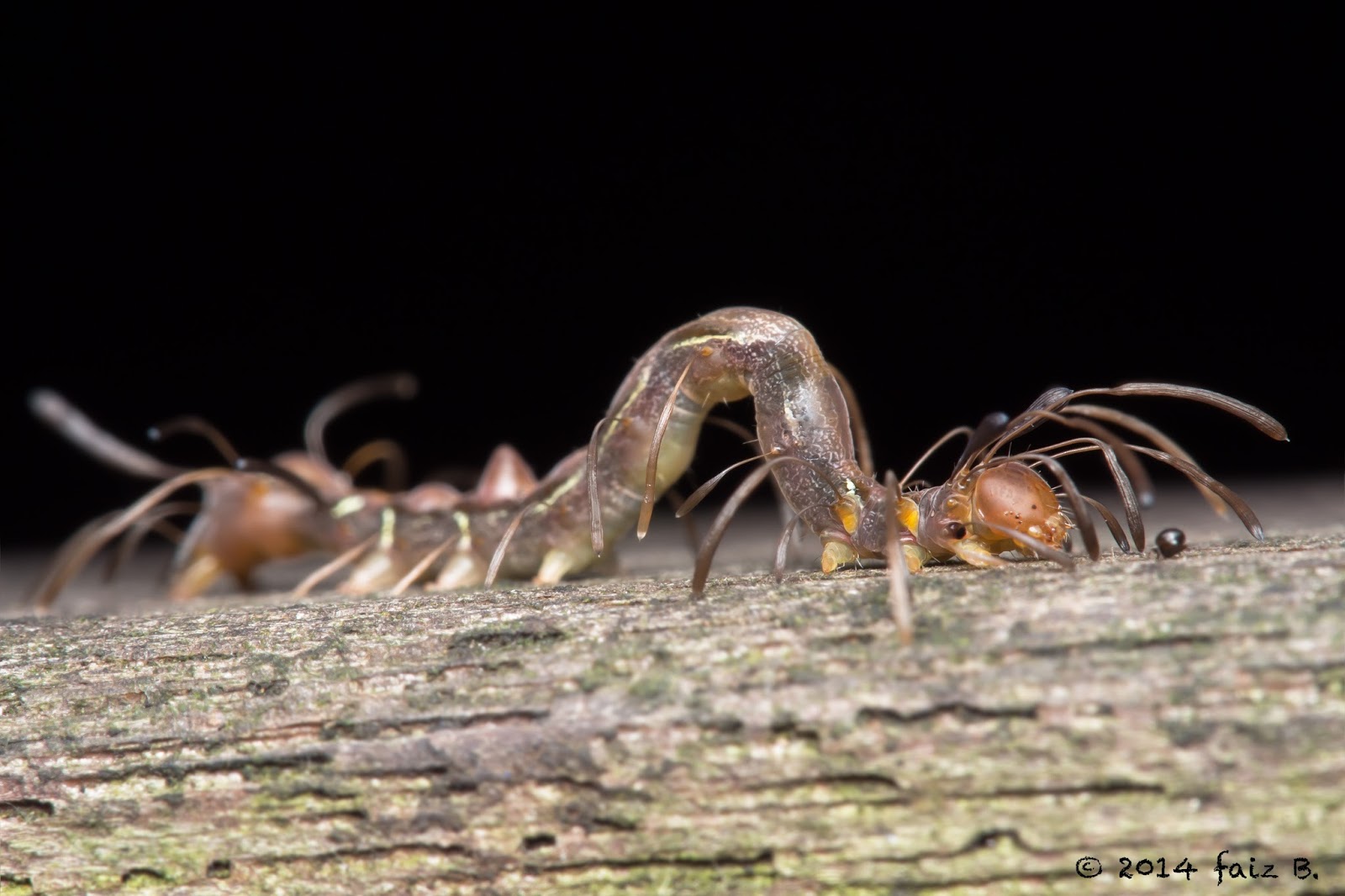Mirrorless Macro Photography: My TOP 5 Insects and Spiders Mimic!