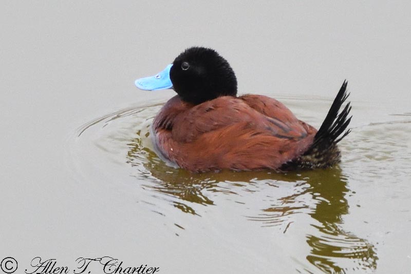 Michigan Hummingbird Guy: Peru Birding Trip Day 11 - July 18, 2018