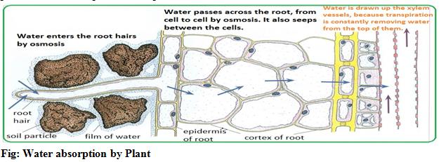 Absorption of Water ~ Dhiraj's Blog