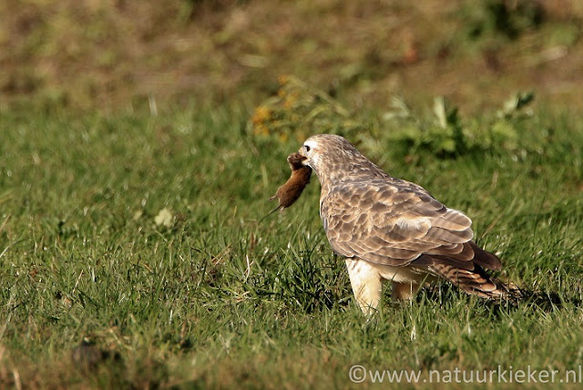 Jonge Buizerd vangt muisjes