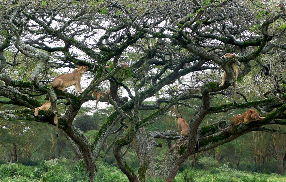 Maximizing Progress: Lions Tree ~ NatGeo Spots Amazing Pride Photo!
